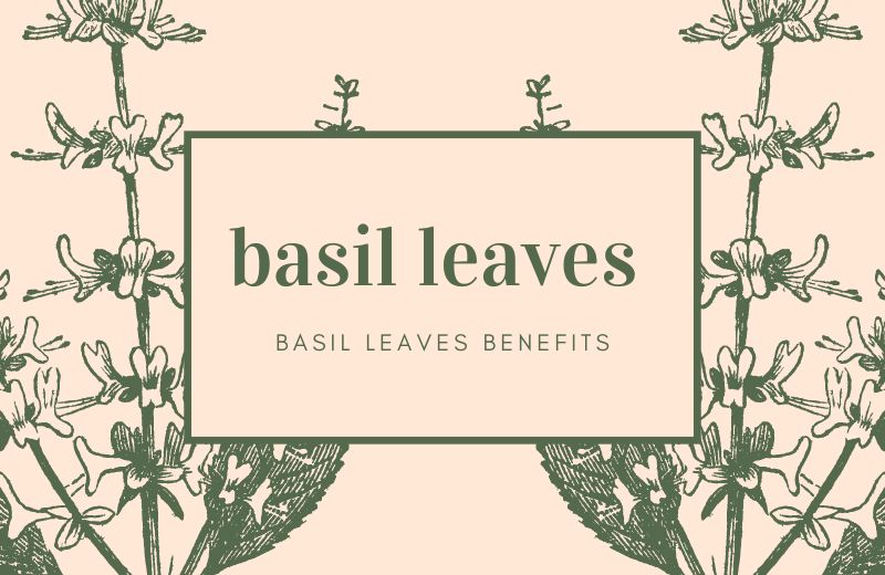 Unveiling The Health Wonders Of Basil Leaves Benefits