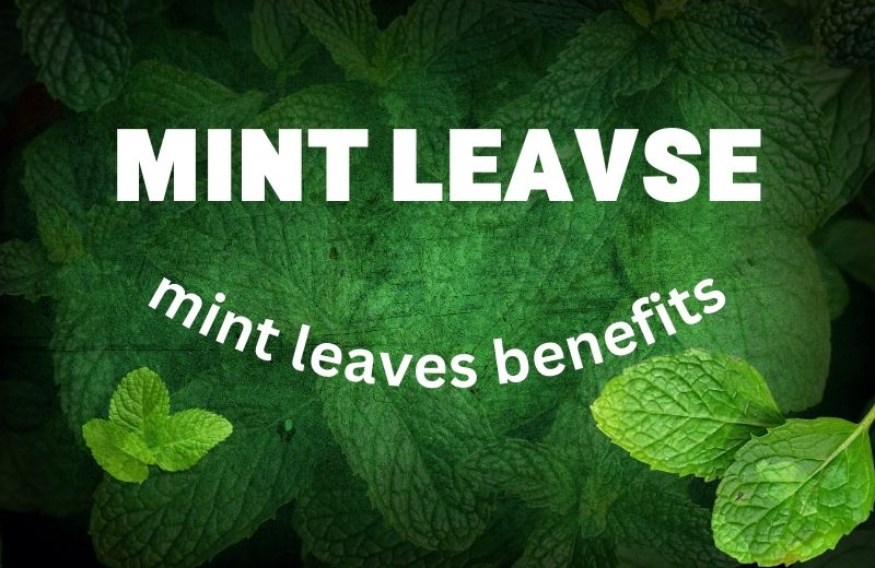 Unveiling The 8 Surprising Health Of Mint Leaves Benefits